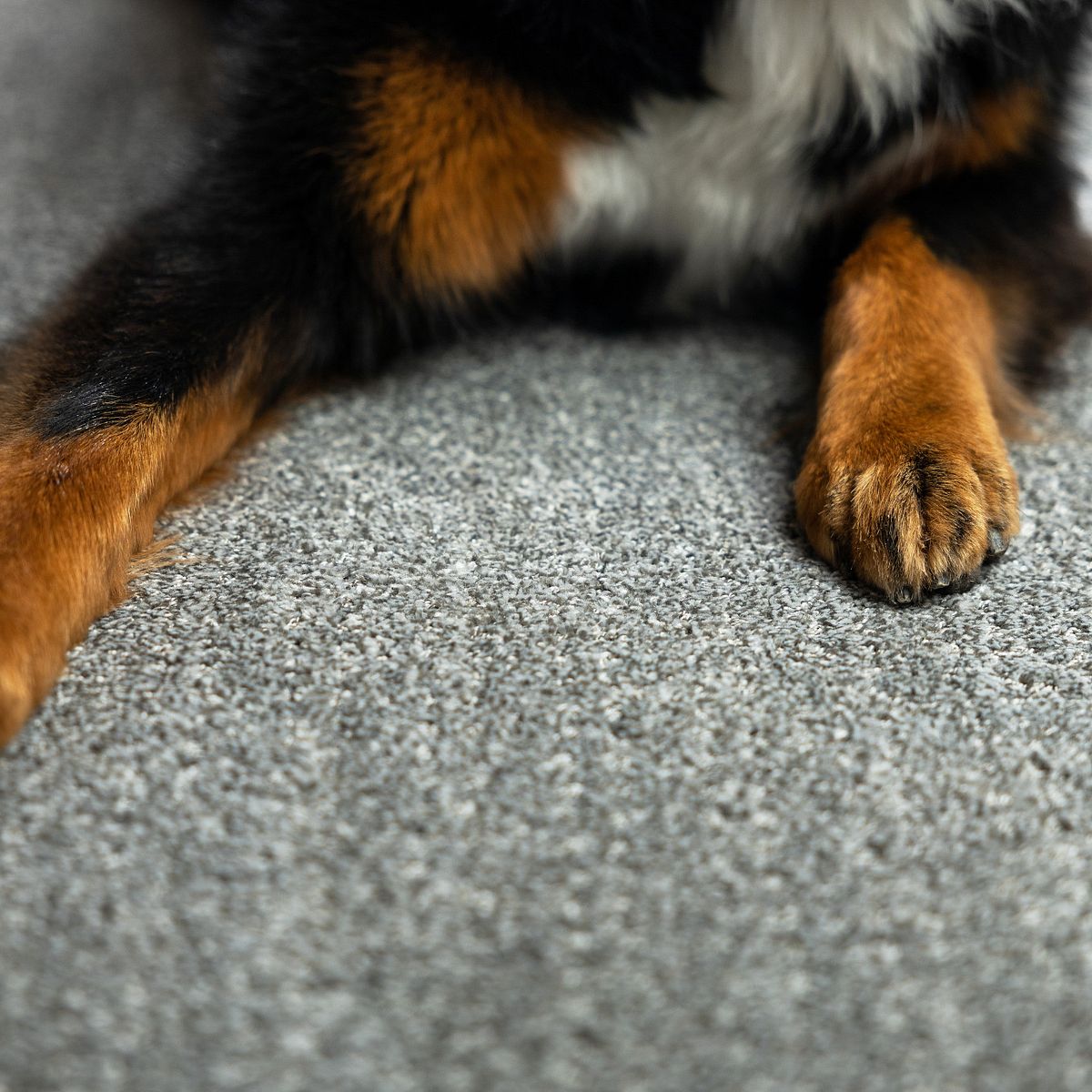 The Incredible Stain & Pet Proof Carpet That Will Change Your Life ...