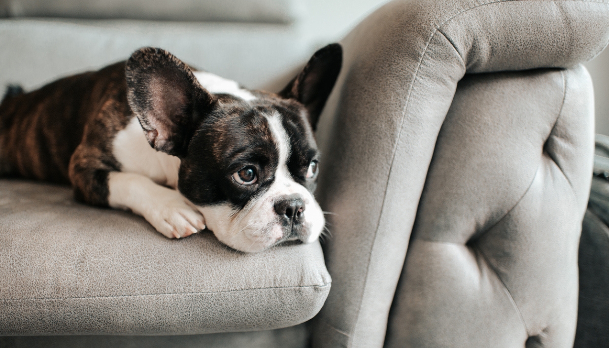 Paws & Relax: Best Sofa Materials for Pet Owners | Pieratt's