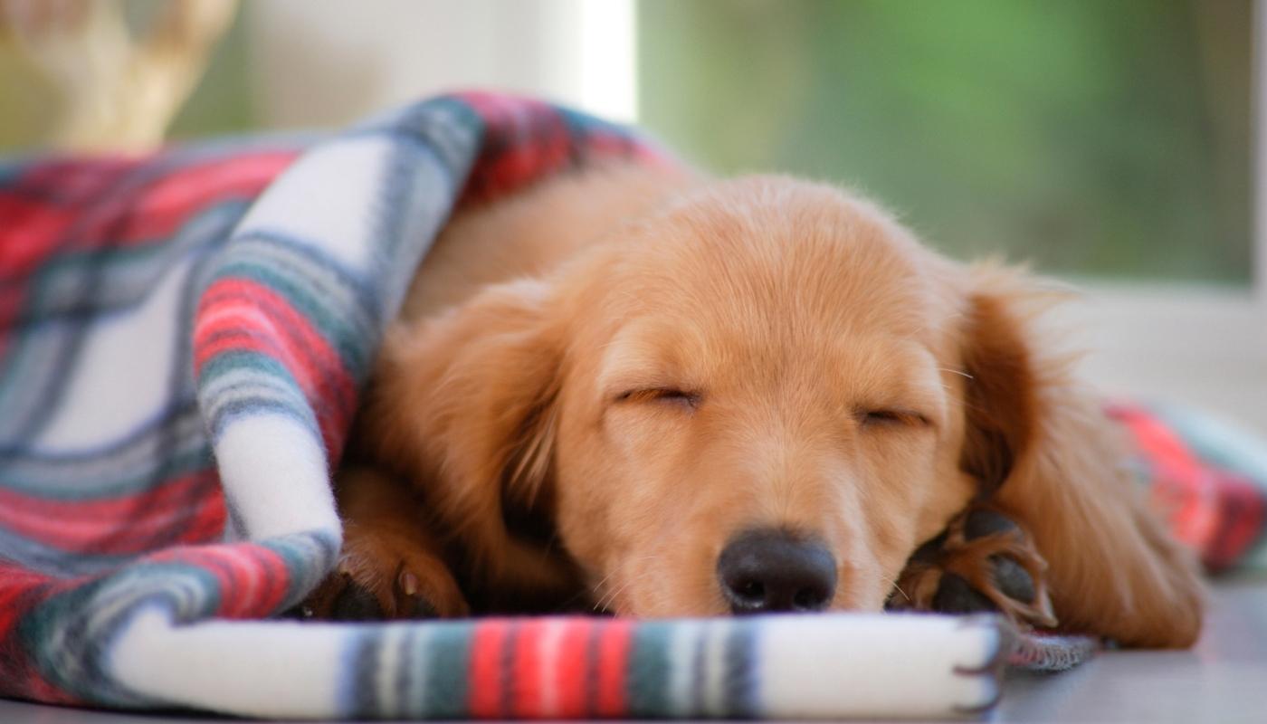 Naps for the Win! Learn How to Nap Effectively & Feel More Rested ...